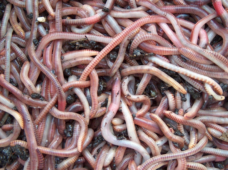 Dendrobena #4 - duże czerwone robaki na ryby 0,5kg - Sklep Ekagro