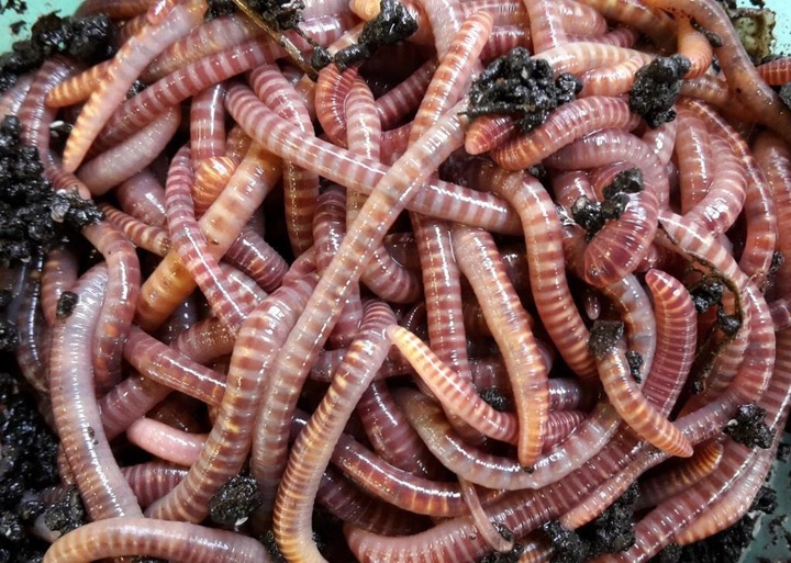 Dżdżownice Kalifornijskie do Kompostowania 2000szt - Sklep Ekagro