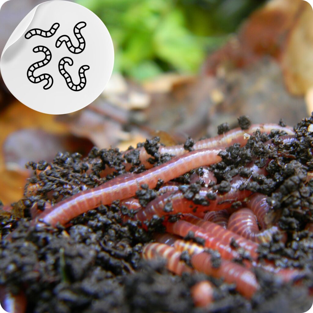 Dendrobena #4- duże czerwone robaki na ryby 1kg - Sklep Ekagro