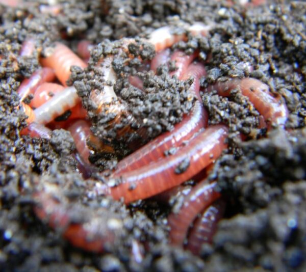 Dżdżownice Kalifornijskie do Kompostowania 2000szt - Sklep Ekagro