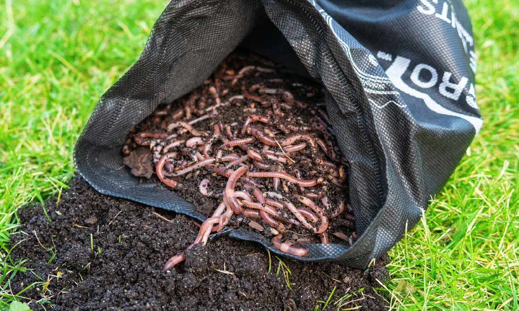 Dżdżownice do ogrodu - Naturalne wsparcie gleby - Sklep Ekagro