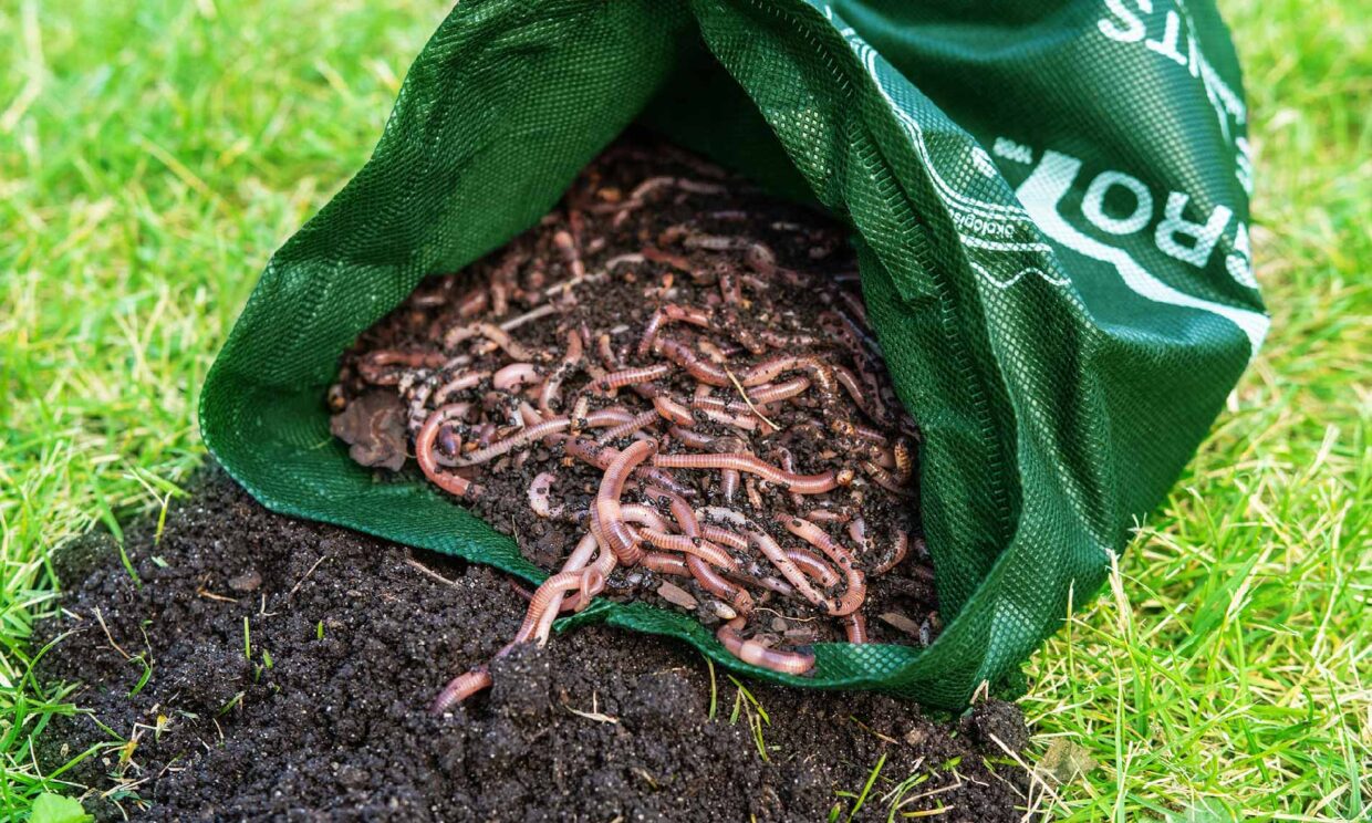 Dżdżownice do ogrodu - Naturalne wsparcie gleby - Sklep Ekagro