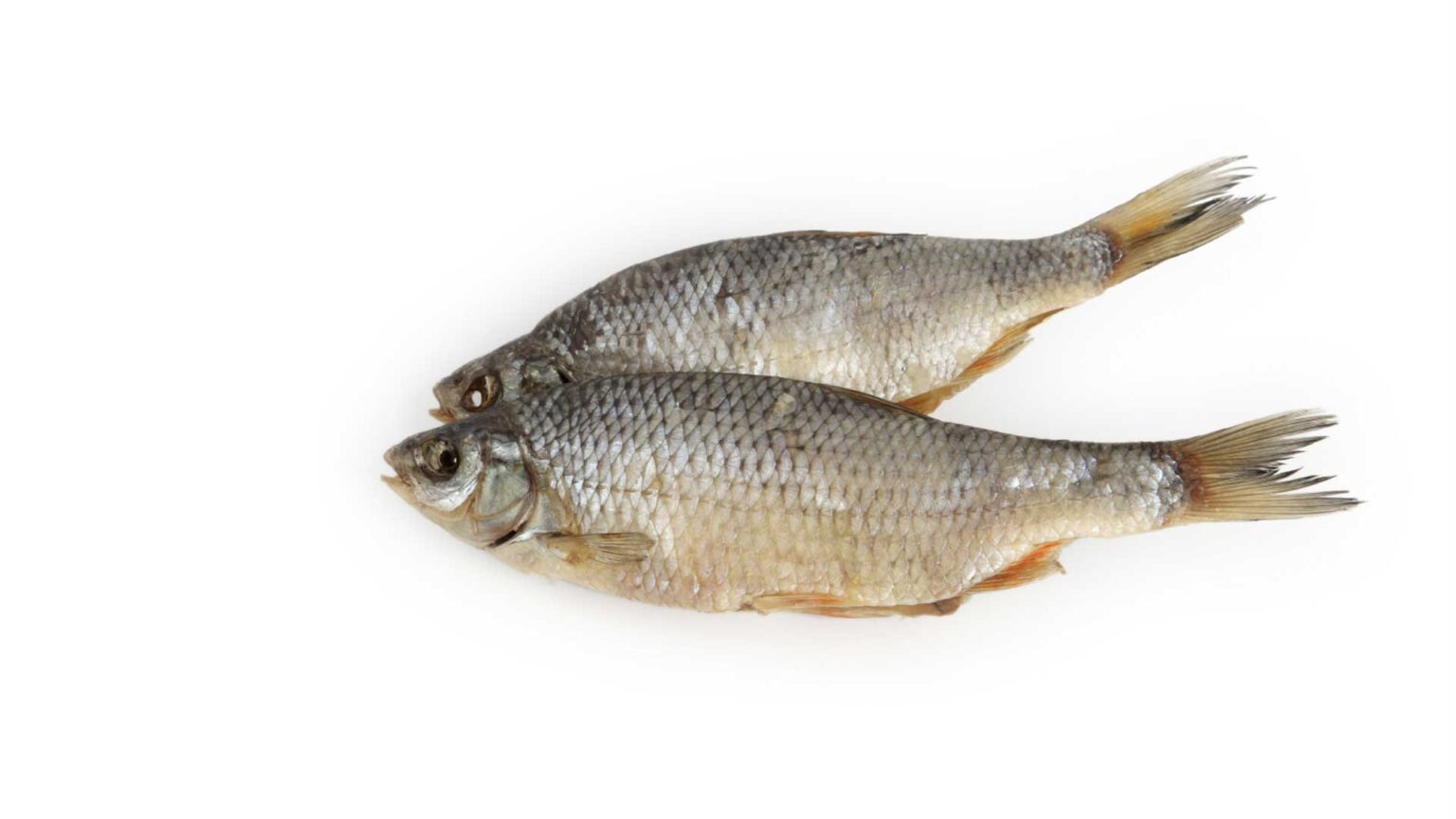 Ukleja – jak łowić, gdzie szukać i jakie przynęty stosować? - Sklep Ekagro