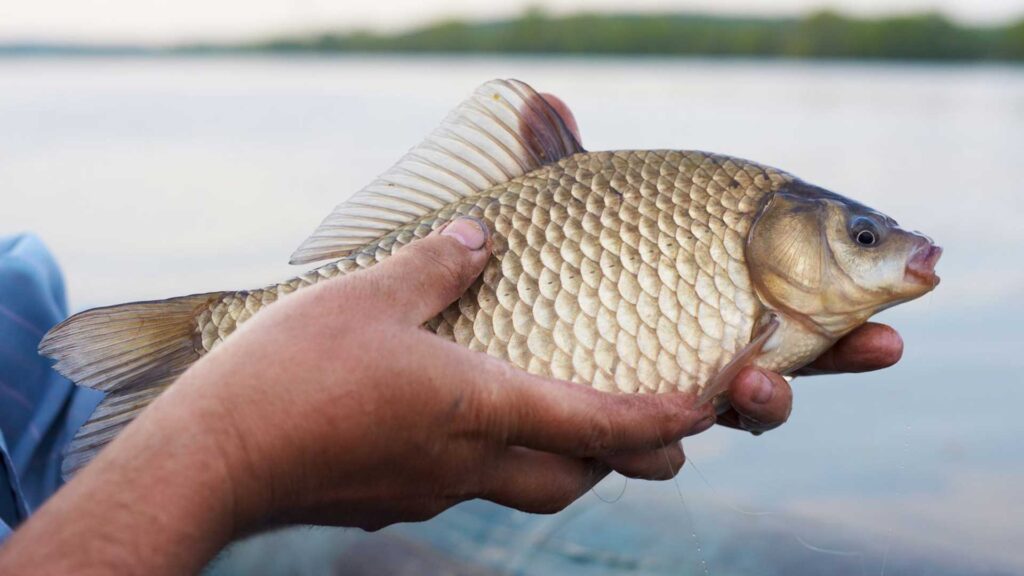 Sum – jak łowić, gdzie szukać i jakie przynęty stosować? - Sklep Ekagro