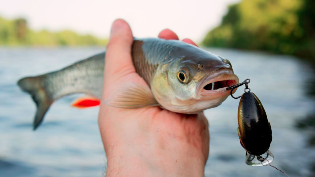Ukleja – jak łowić, gdzie szukać i jakie przynęty stosować? - Sklep Ekagro