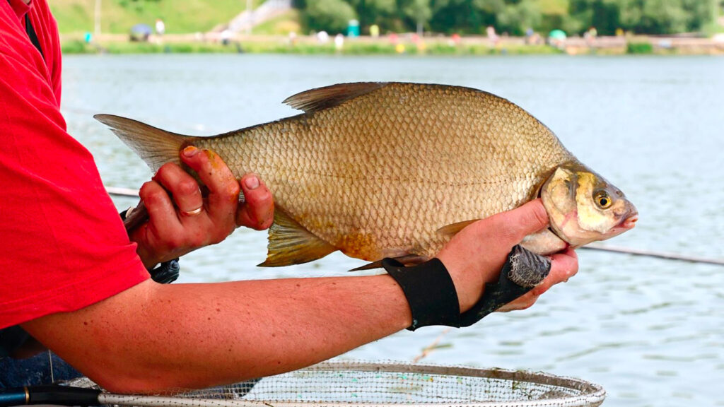 Ukleja – jak łowić, gdzie szukać i jakie przynęty stosować? - Sklep Ekagro