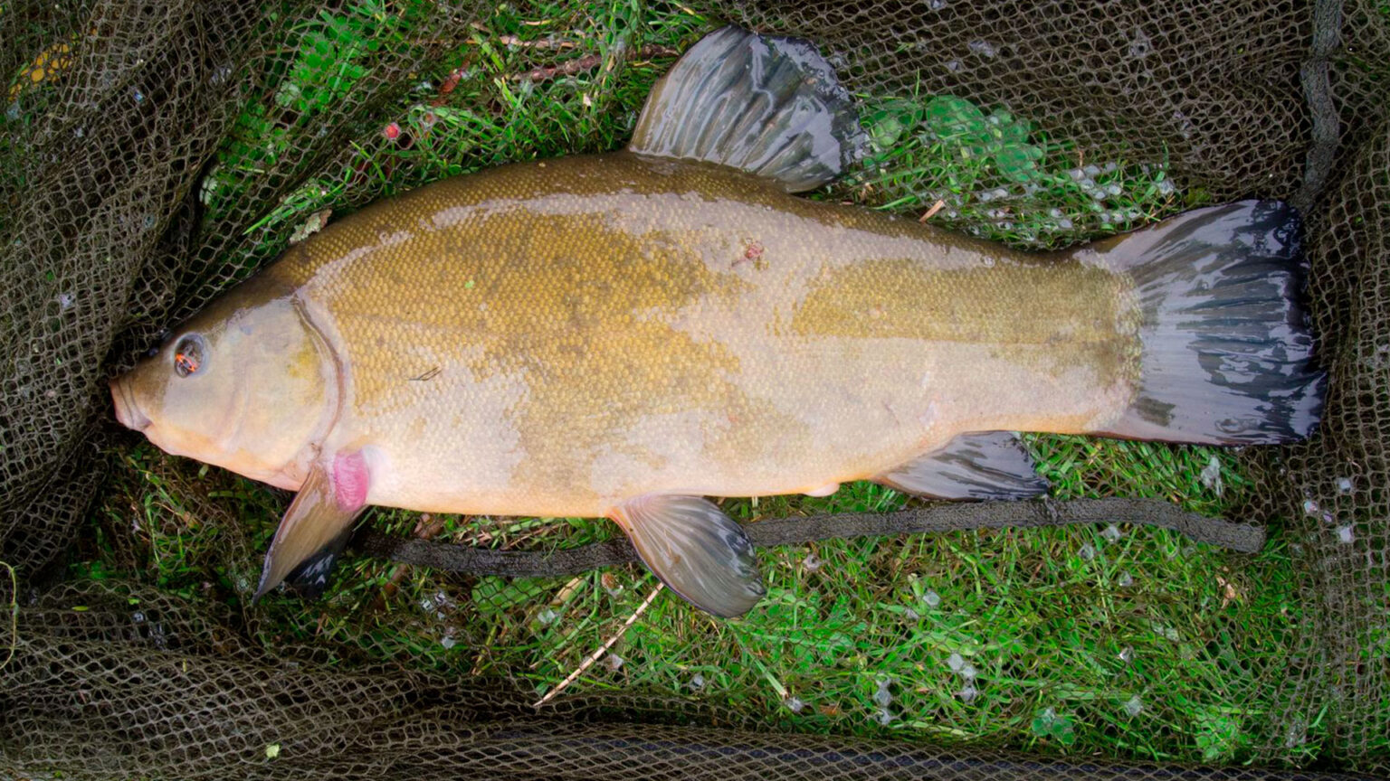 Kleń – jak łowić, gdzie szukać i jakie przynęty stosować? - Sklep Ekagro