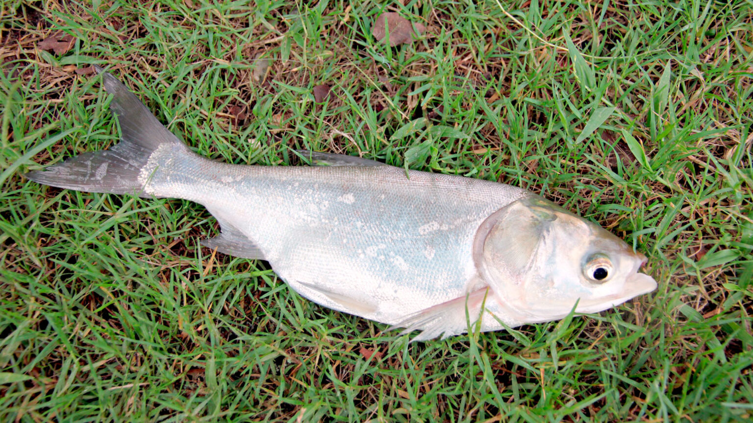 Ukleja – jak łowić, gdzie szukać i jakie przynęty stosować? - Sklep Ekagro