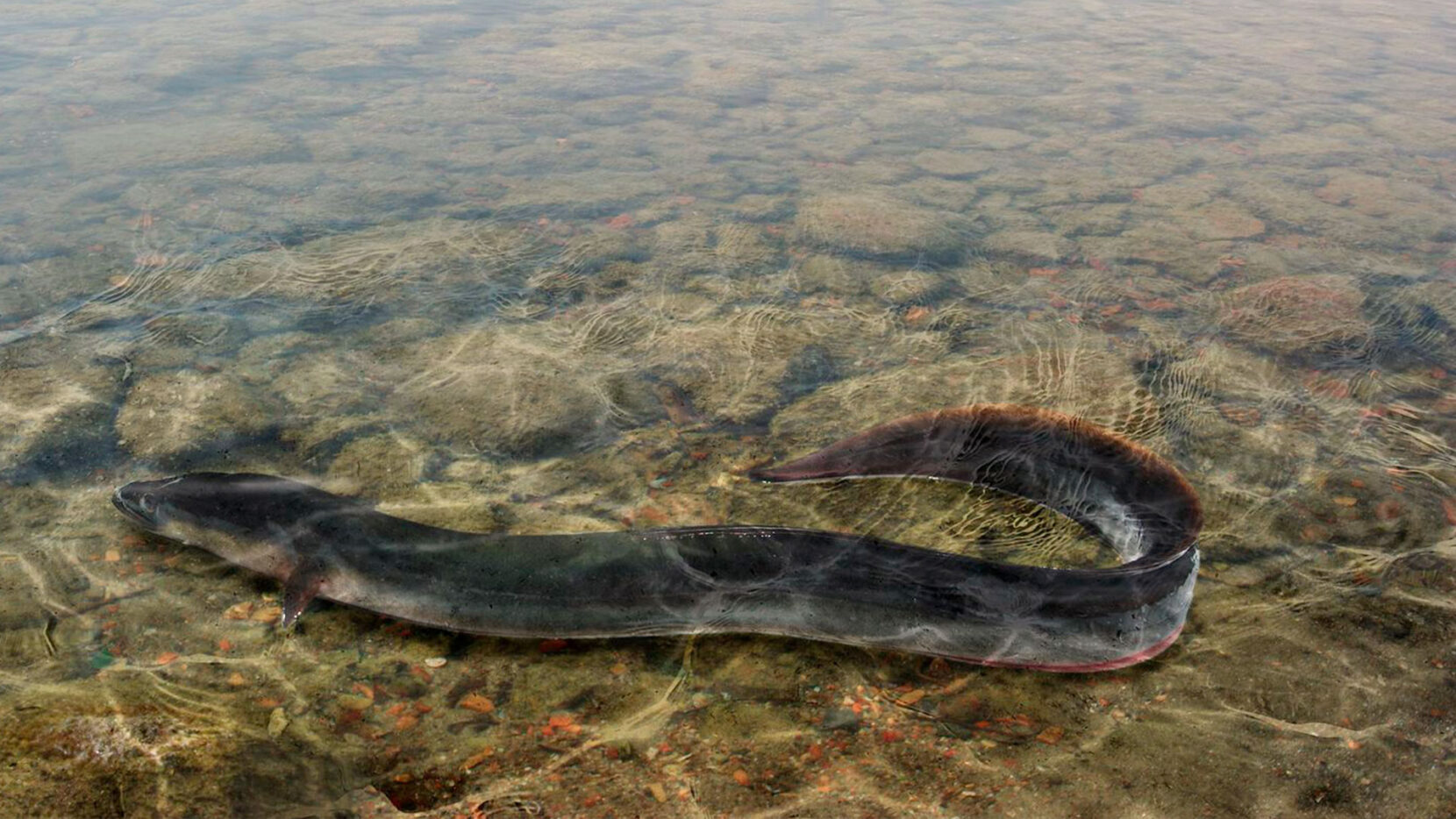 Ukleja – jak łowić, gdzie szukać i jakie przynęty stosować? - Sklep Ekagro