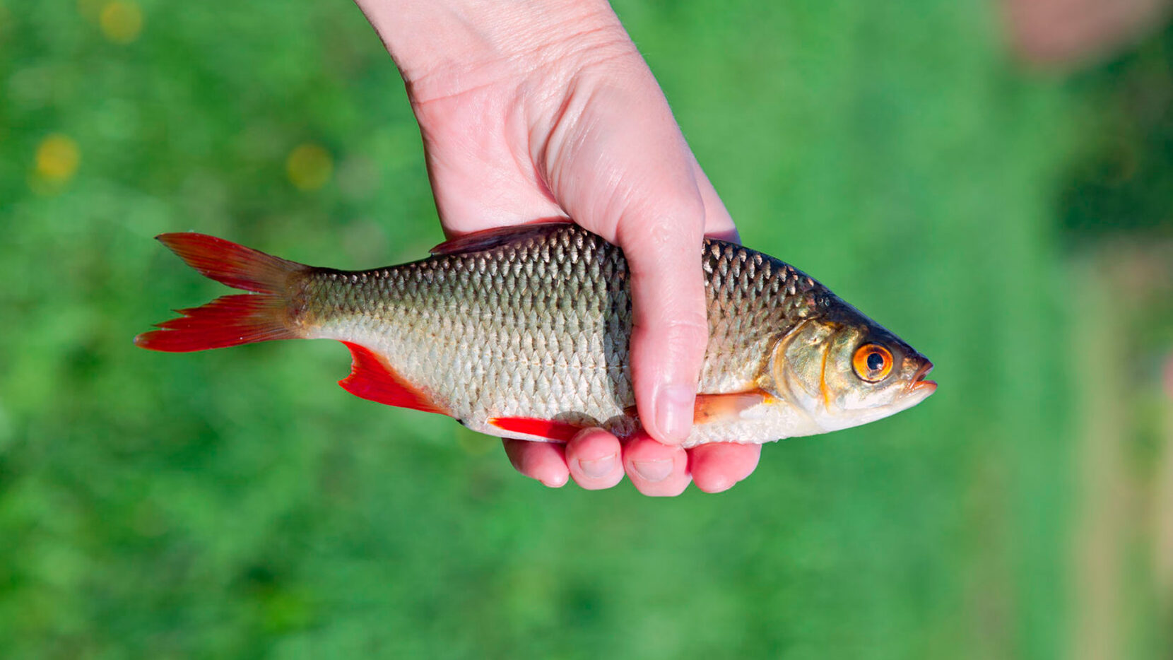 Ukleja – jak łowić, gdzie szukać i jakie przynęty stosować? - Sklep Ekagro